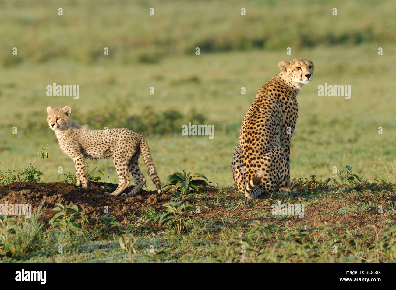 Cheetah cub pictures hi-res stock photography and images - Alamy
