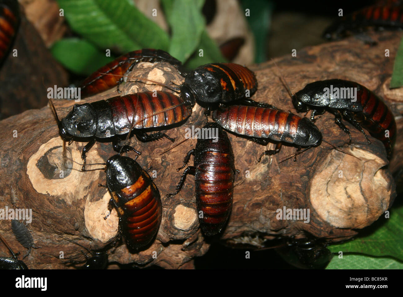 Megaloblatta Blaberoides