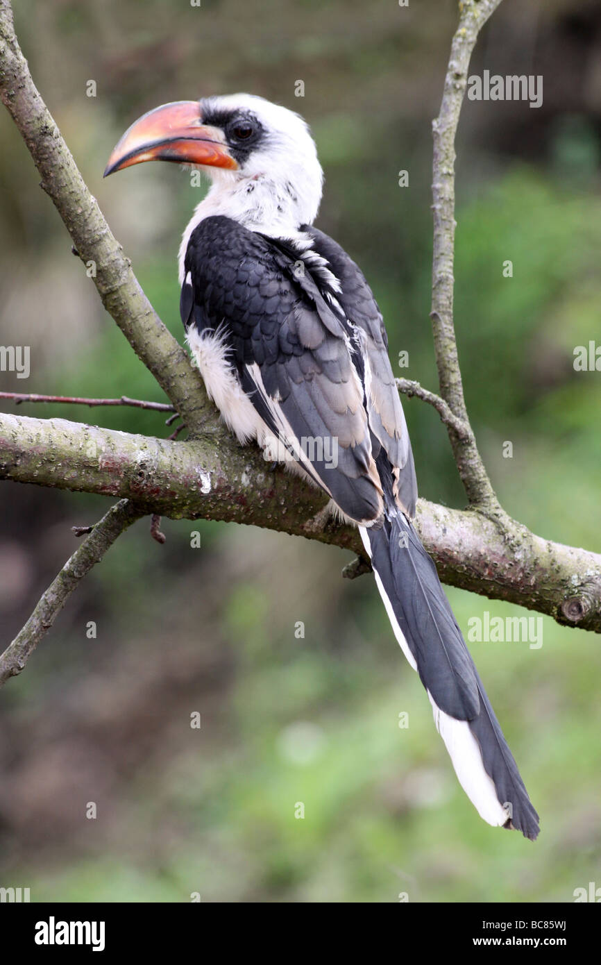 Male Von der Decken's Hornbill Tockus deckeni Taken At Chester Zoo ...
