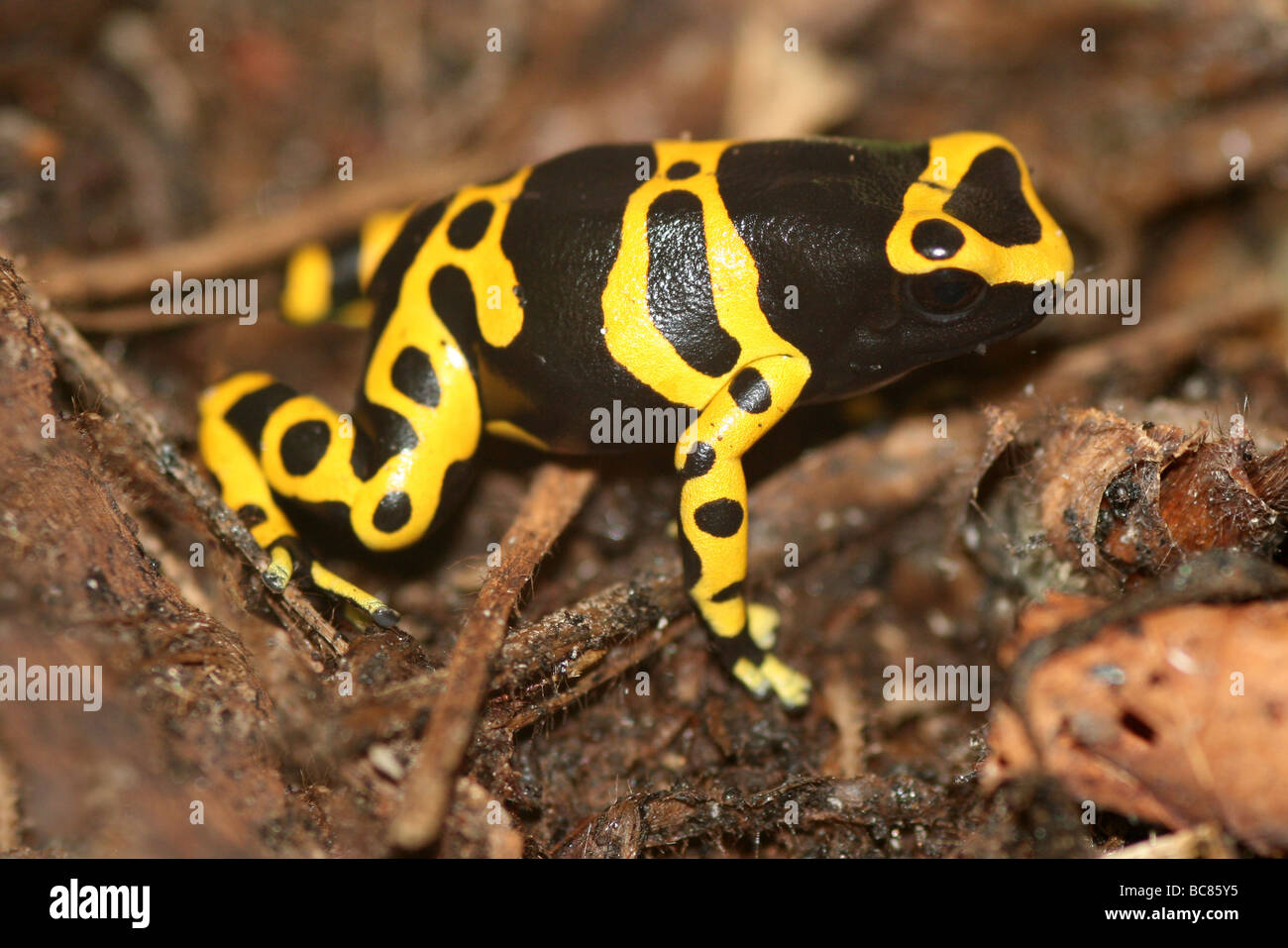 Yellow headed poison dart frogs hi-res stock photography and images - Alamy