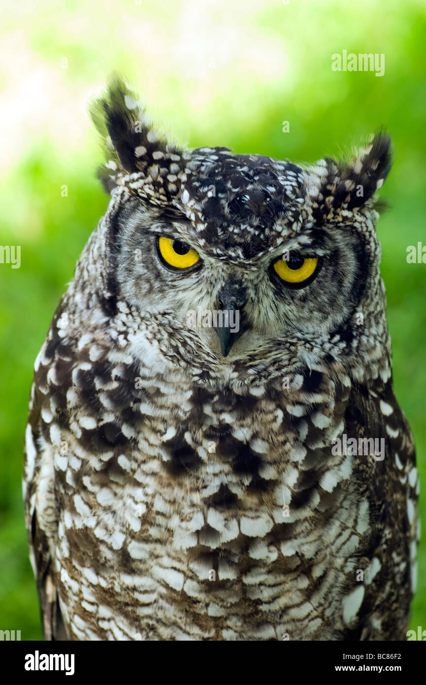 Close up of a Great Horned Owl Bubo virginianus Stock Photo - Alamy