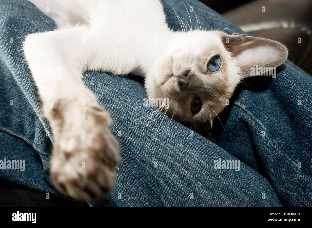 Siamese cat stretching out on a persons lap Stock Photo - Alamy