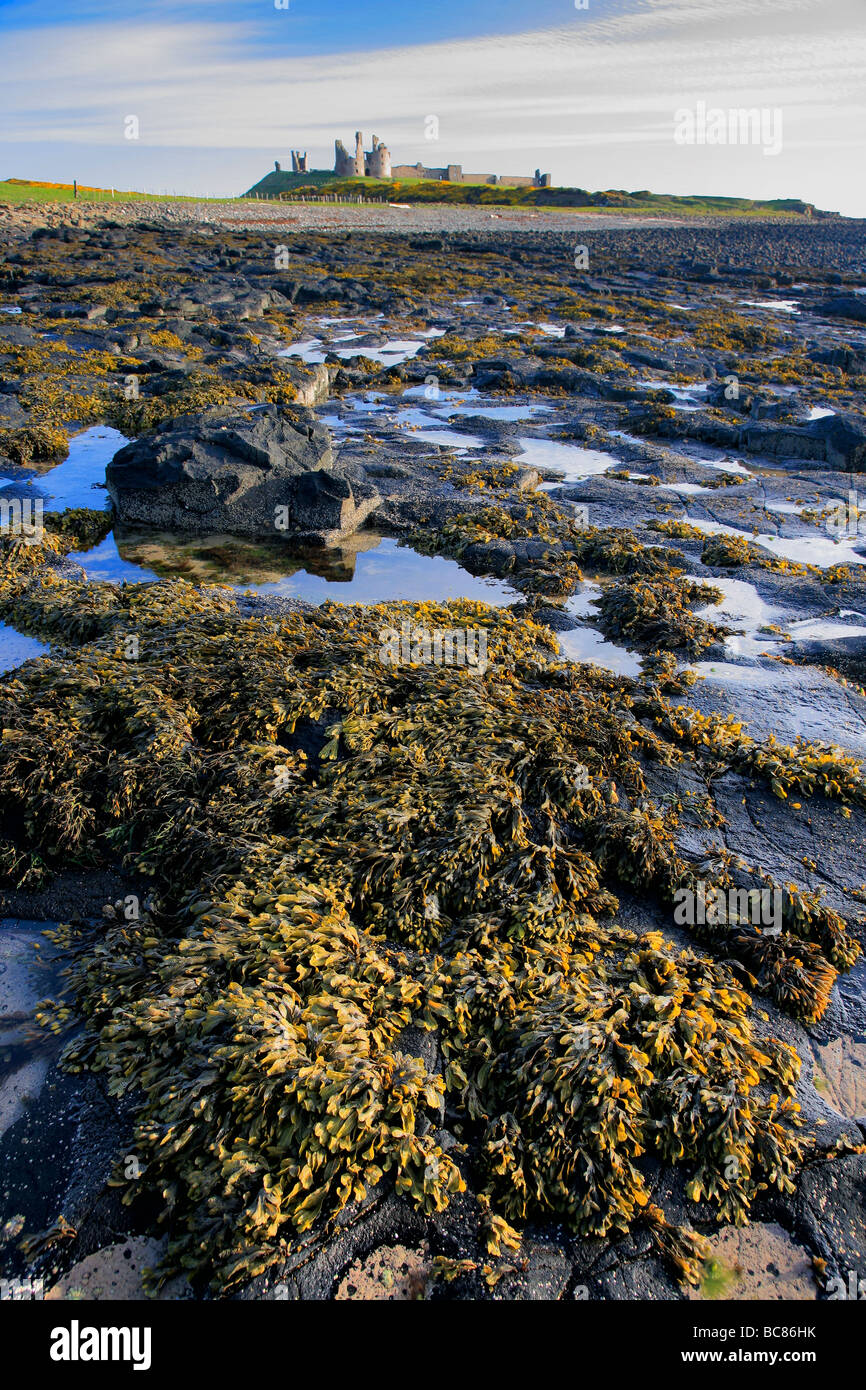 Landscape Dunstanburgh Castle scene from the beach Craster North ...