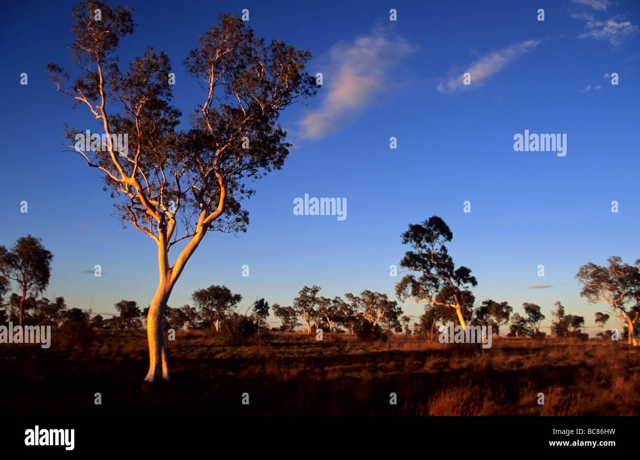 Eucalyptus Gum Tree Pilbara Northwest Australia Stock Photo - Alamy