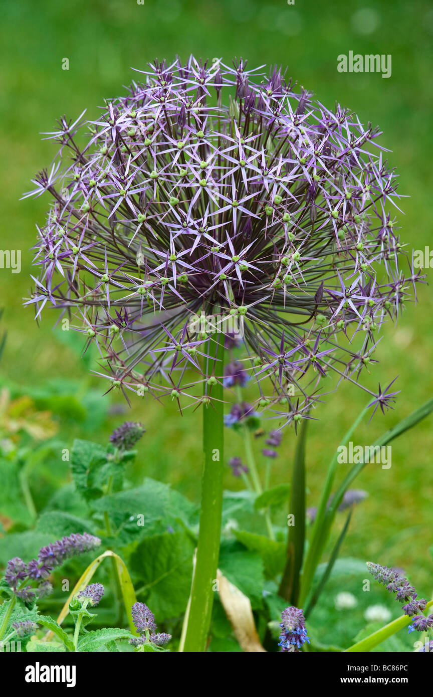 Allium Christophii flower. Star of Persia Stock Photo - Alamy
