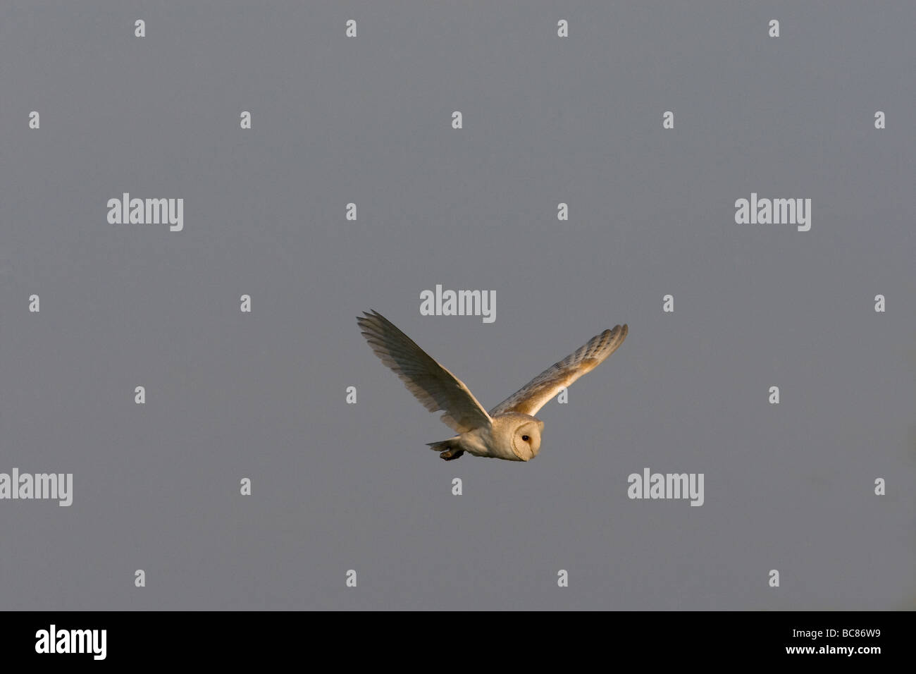 Barn Owl Colours High Resolution Stock Photography and Images - Alamy