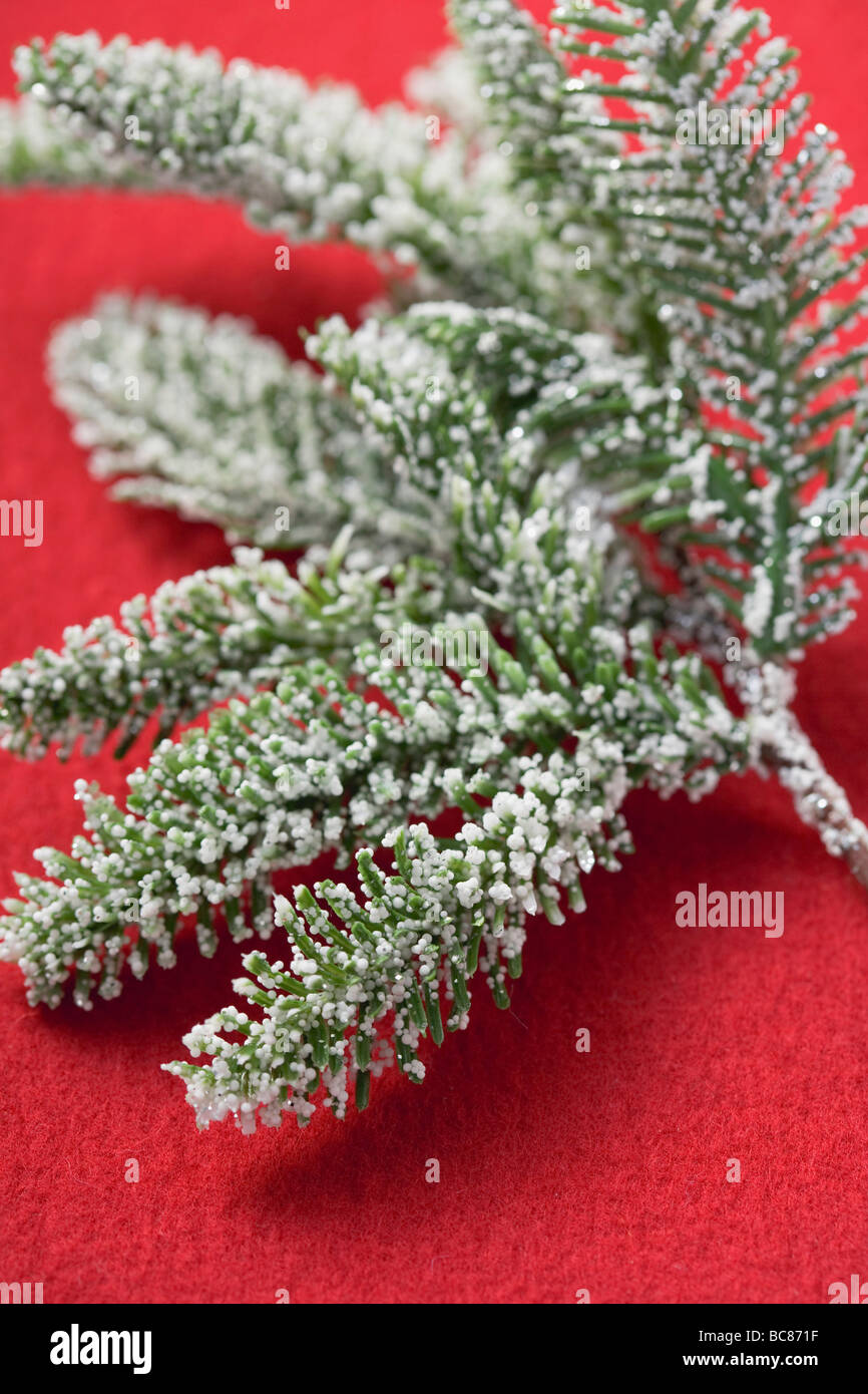 Common silver fir hi-res stock photography and images - Alamy