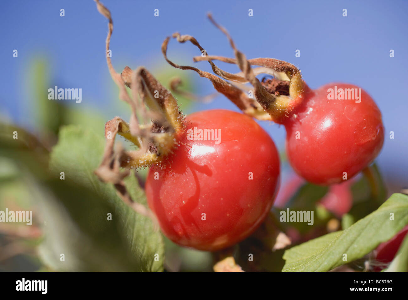 Two rose hips on bush (close-up Stock Photo - Alamy