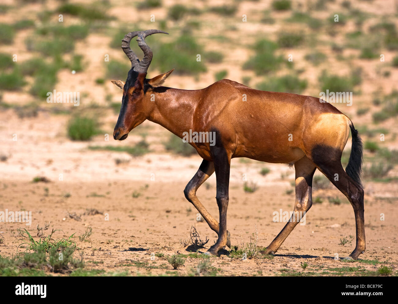 Hartebeest walking hi-res stock photography and images - Alamy