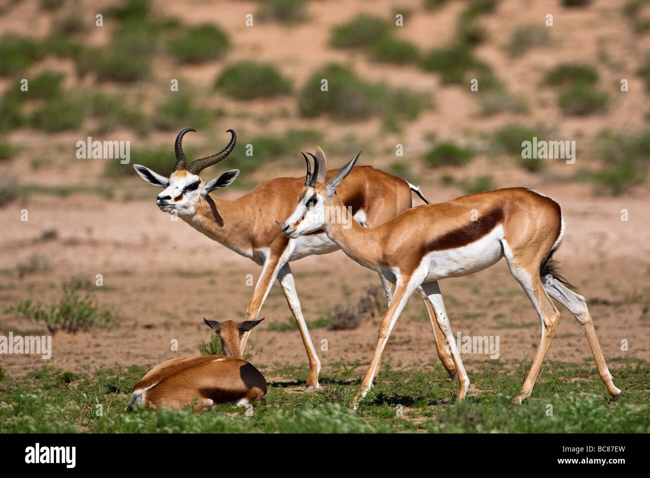Wildlife courting hi-res stock photography and images - Alamy