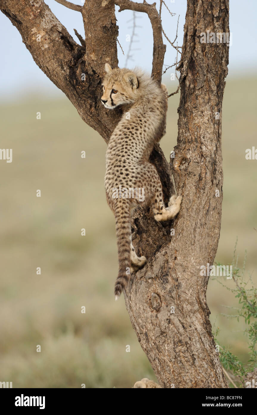 Cheetah tree hi-res stock photography and images - Alamy