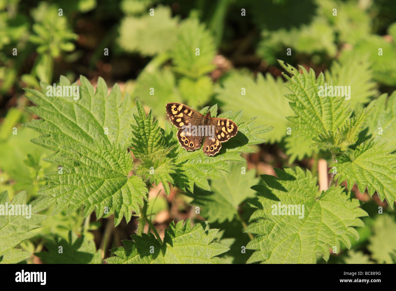 Nettles butterfly hi-res stock photography and images - Alamy