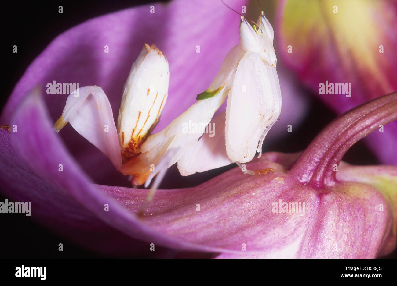 Orchid Mantis, Hymenopus coronatus, hidden in the flower of a pink ...