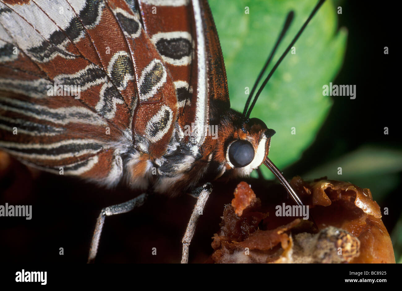 Tongue of a butterfly hi-res stock photography and images - Alamy