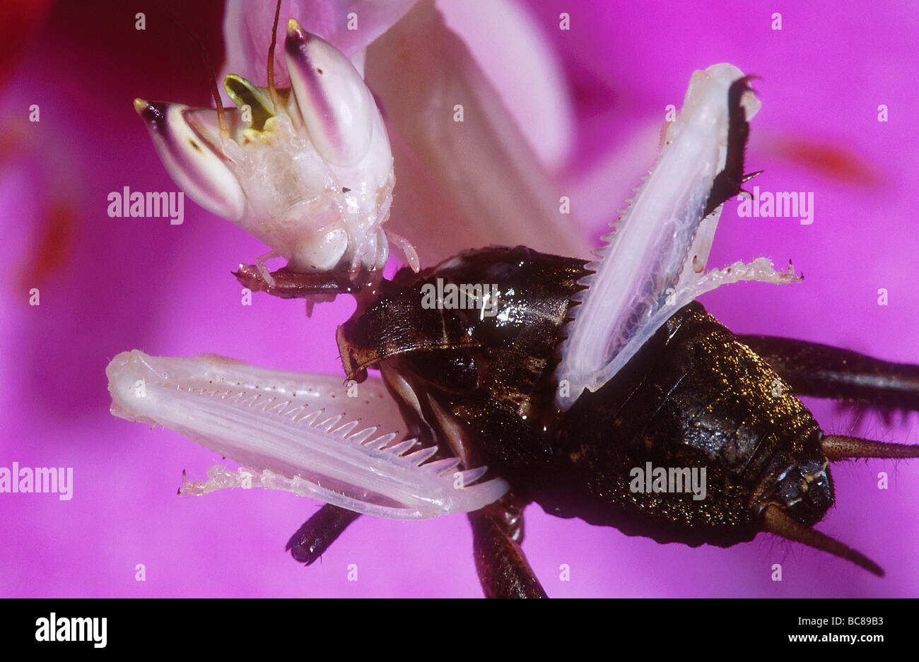 Orchid Mantis, Hymenopus coronatus, hidden in the flower of a pink ...