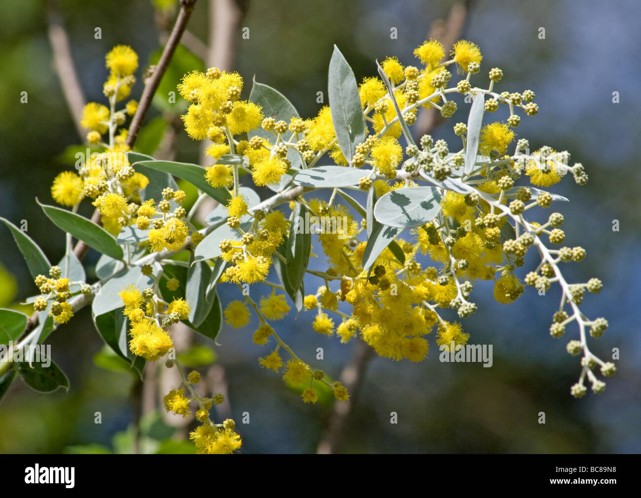 Acacia tree in bloom Stock Photo - Alamy