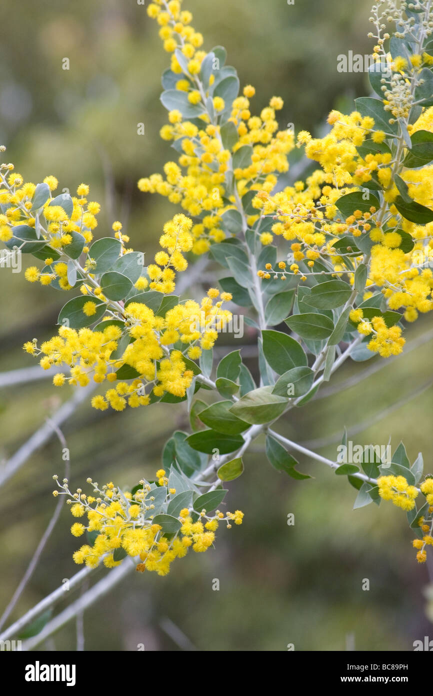 Acacia tree in bloom Stock Photo - Alamy