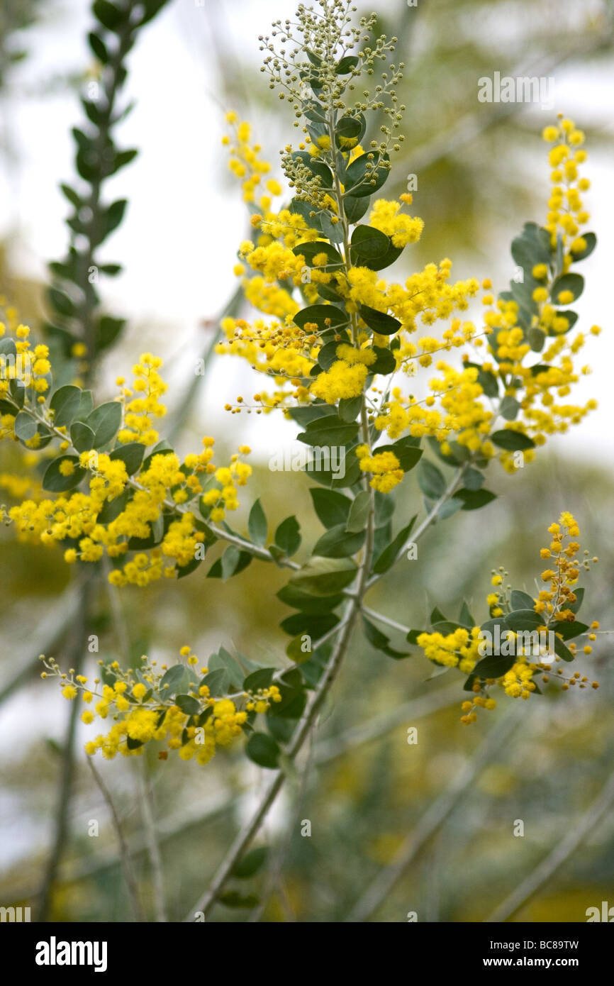 Acacia tree in bloom hi-res stock photography and images - Alamy