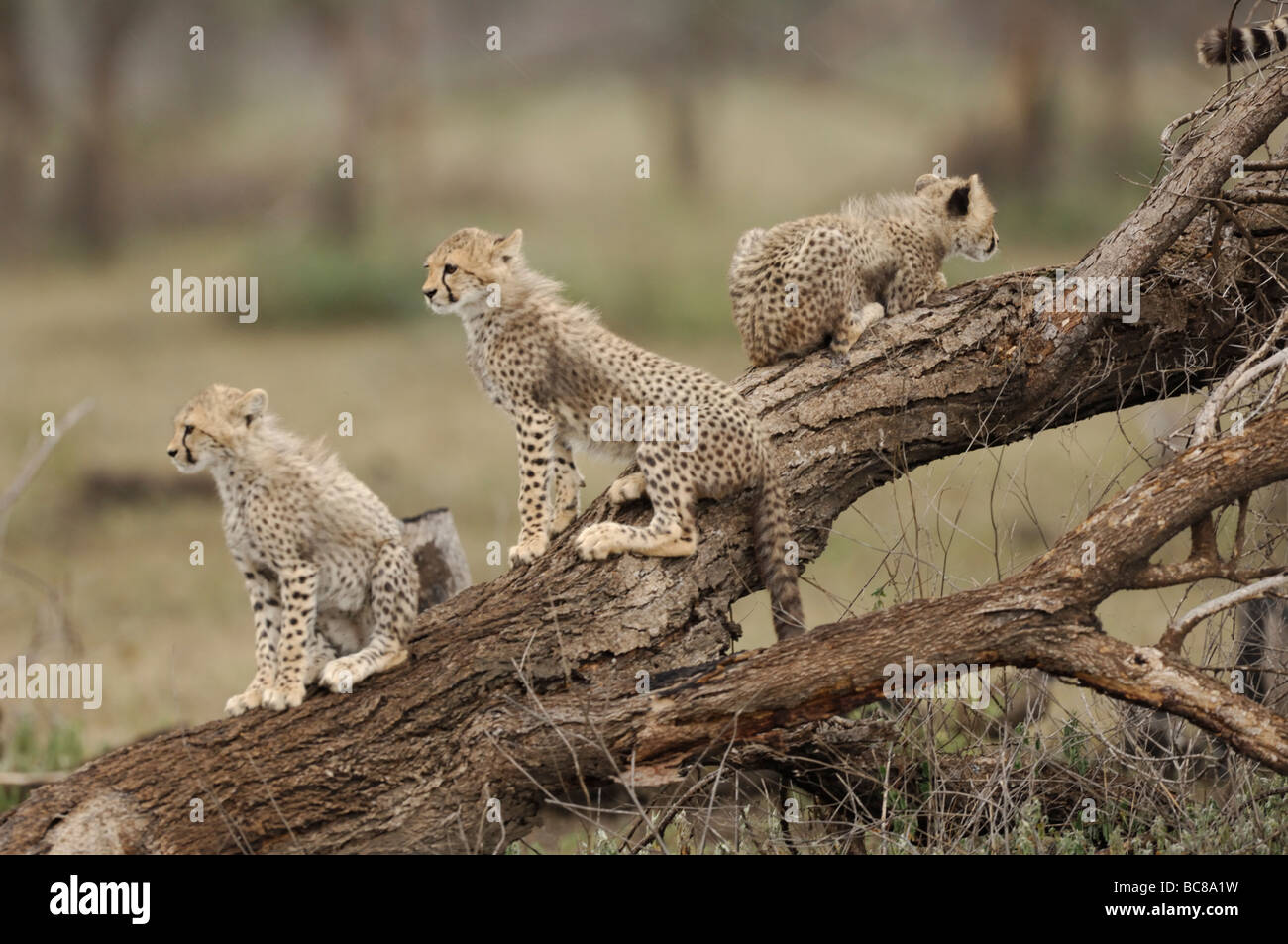 Stock photo of three cheetah cubs on a log, Ndutu, Tanzania, February ...