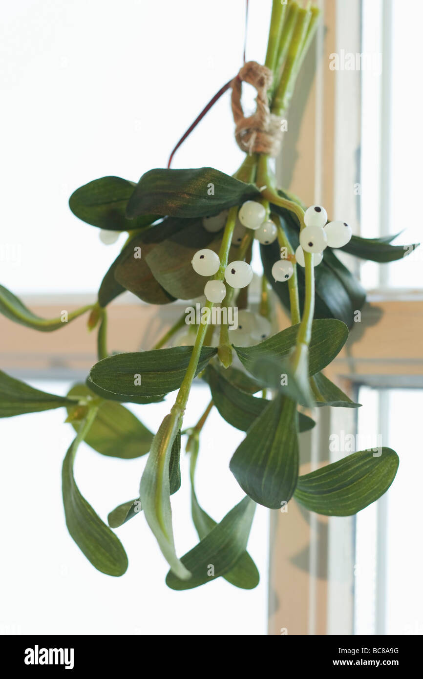 Bunch of mistletoe at window Stock Photo - Alamy