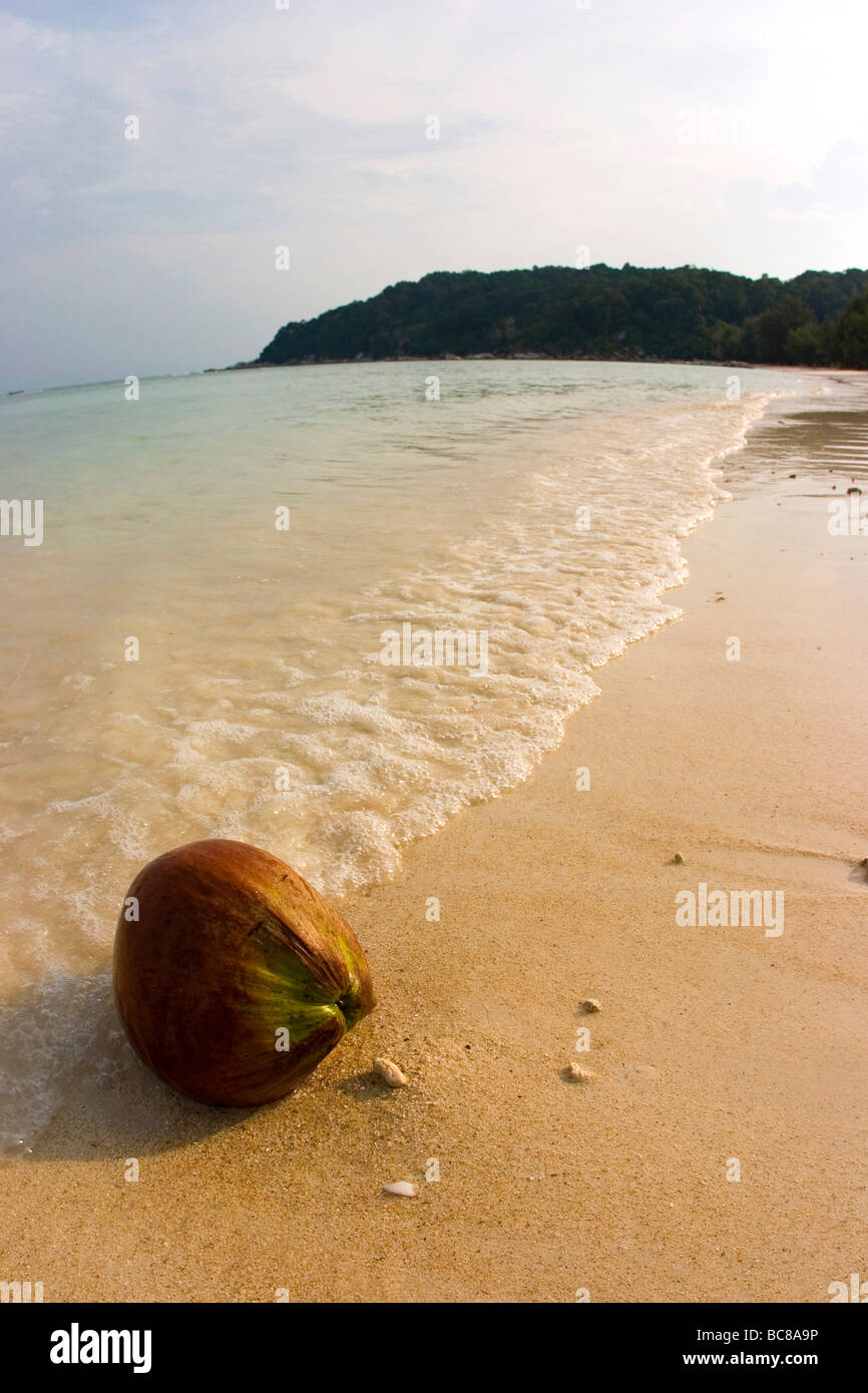 Coconut at waters edge on white sandy beach Stock Photo - Alamy