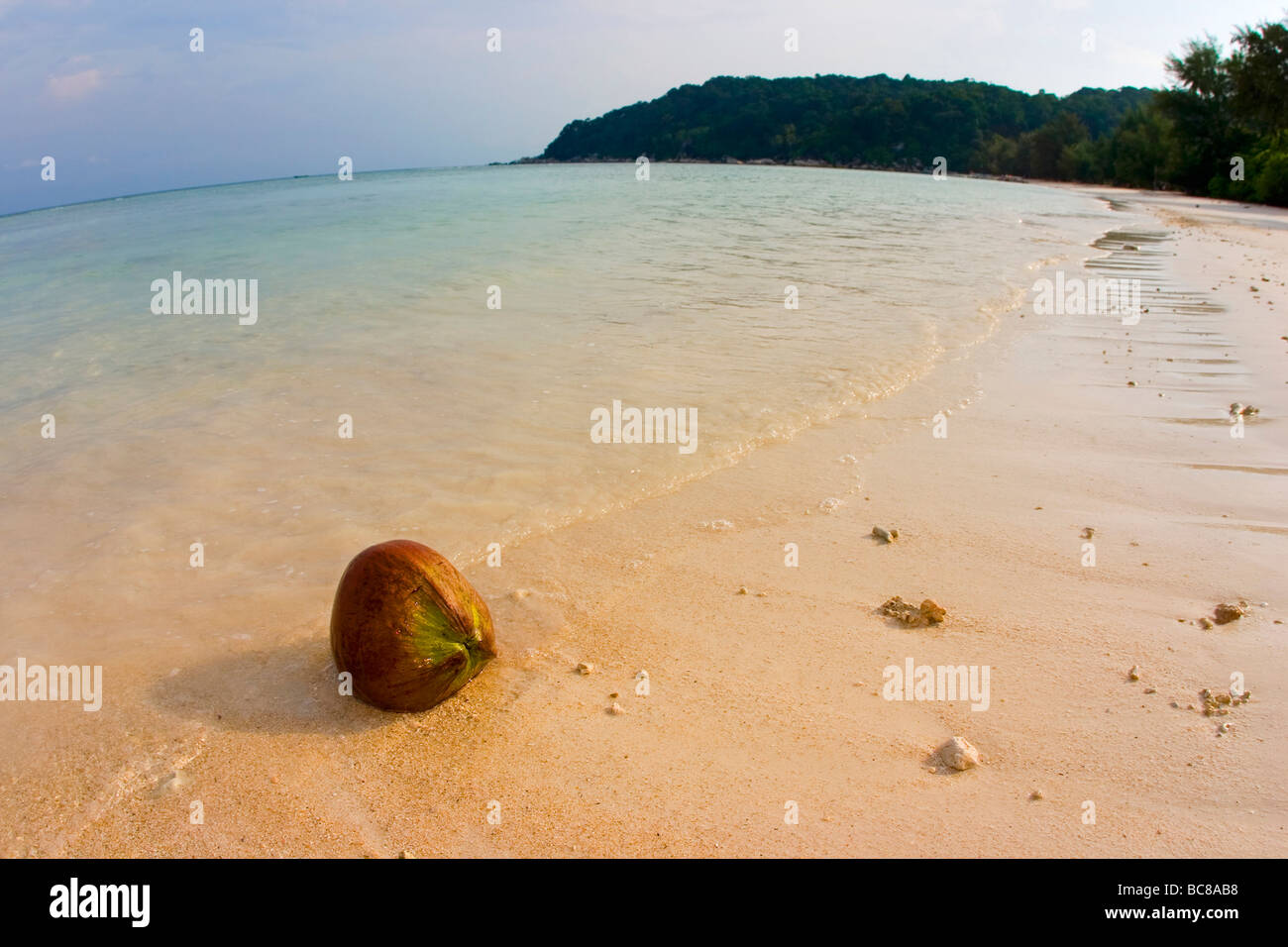 Coconut at waters edge on white sandy beach Stock Photo - Alamy