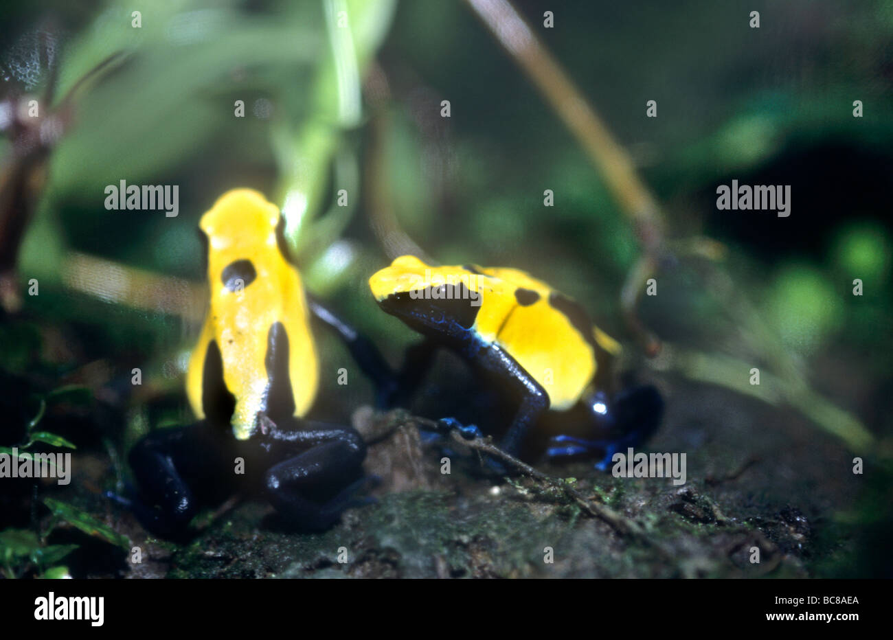 Two Citronella Dyeing Poison Frogs, Dendrobates tinctorius. Also known ...