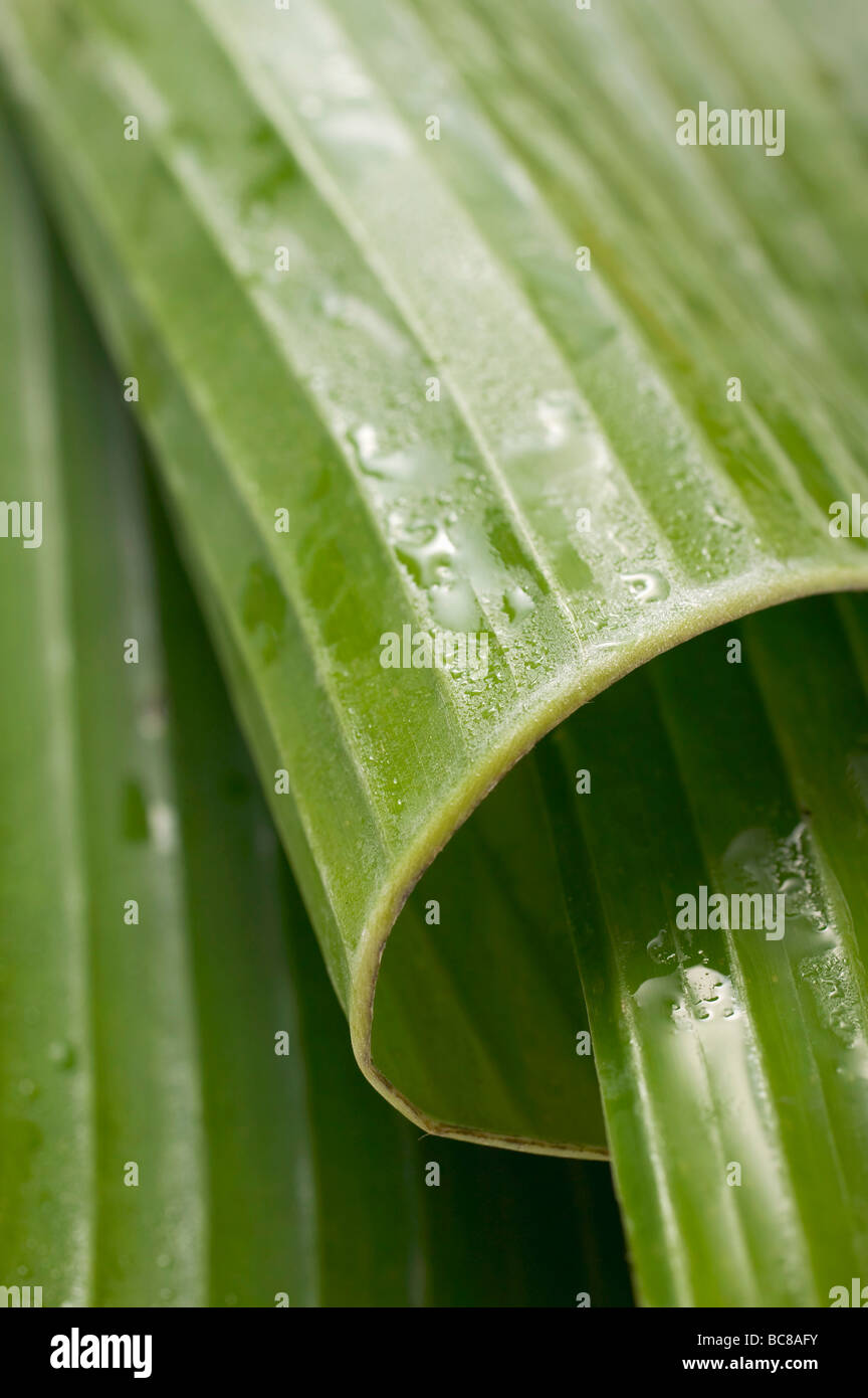 Rolled up leaves hi-res stock photography and images - Alamy