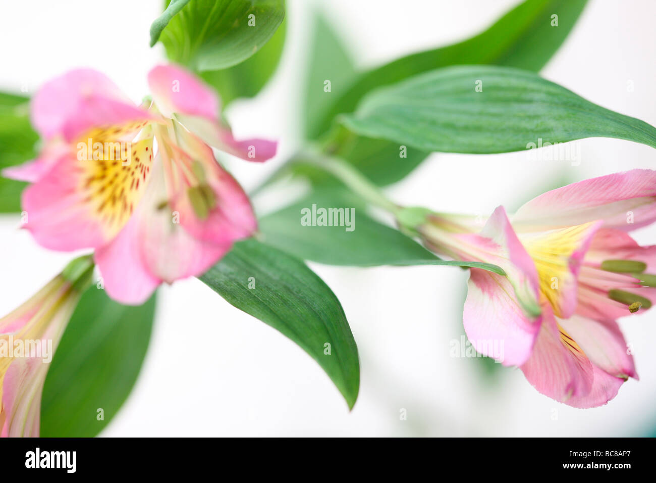 beautifully delicate image loved alstroemeria fine art photography ...