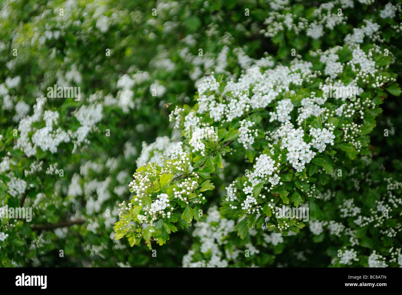 May,flowering common Hawthorn,Crataegus Monogyna,Essex,UK Stock Photo ...