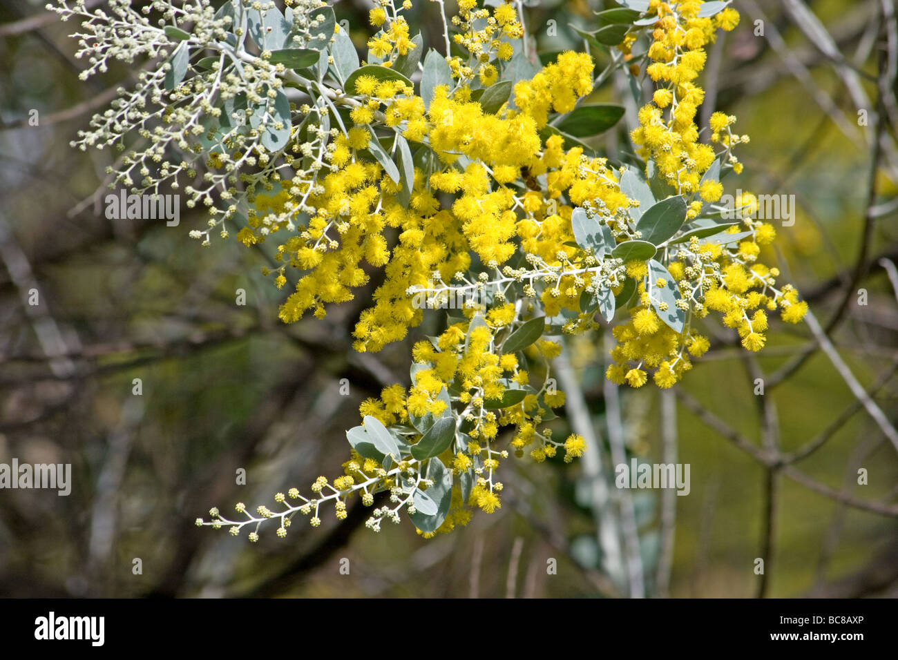 Acacia tree in bloom Stock Photo - Alamy