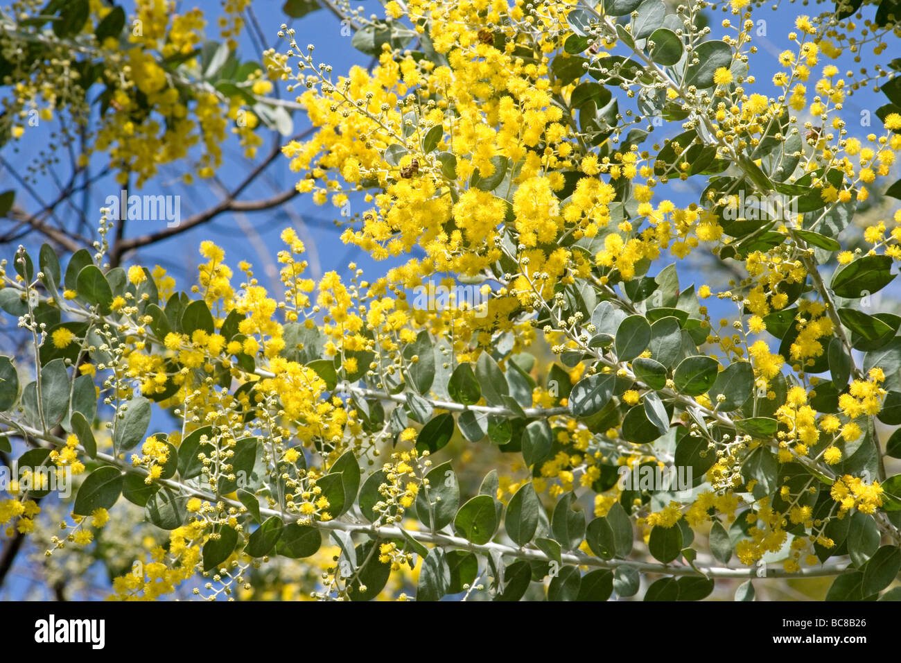 Botanic garden acacia tree hi-res stock photography and images - Alamy