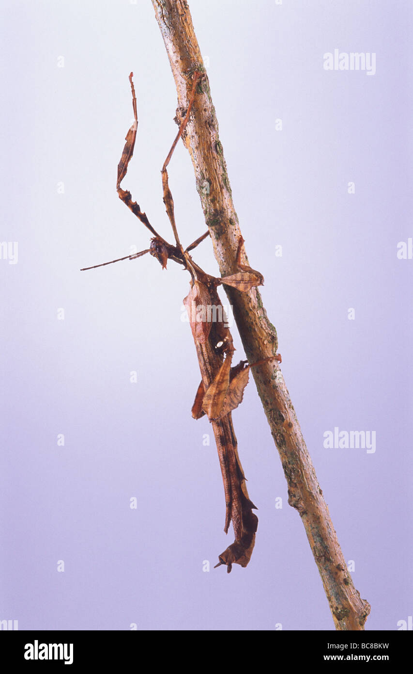 Camoflaged insects hi-res stock photography and images - Alamy