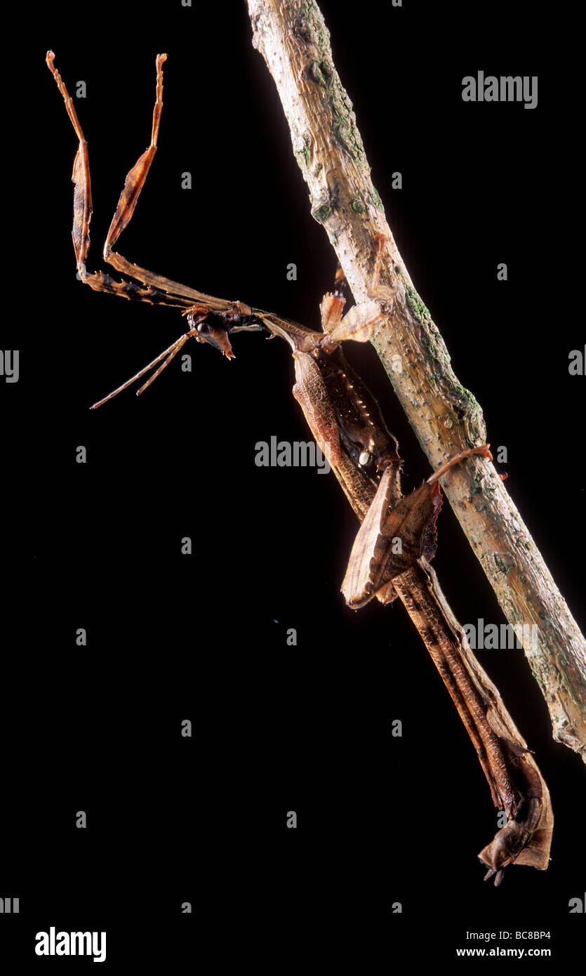 Camoflaged insects hi-res stock photography and images - Alamy