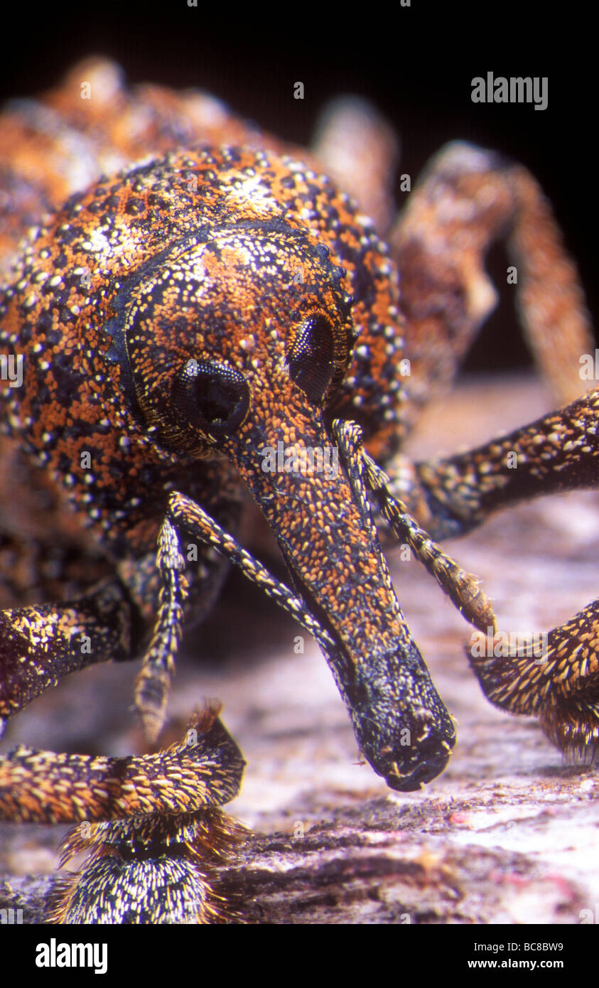 Close up of head and mouth piece of Elephant Weevil, Orthorhinus ...