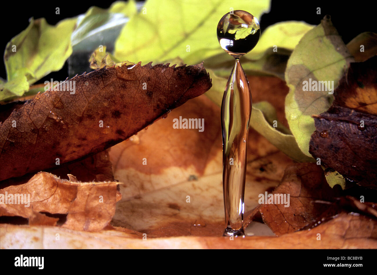 A raindrop splashes on the forest floor Stock Photo - Alamy