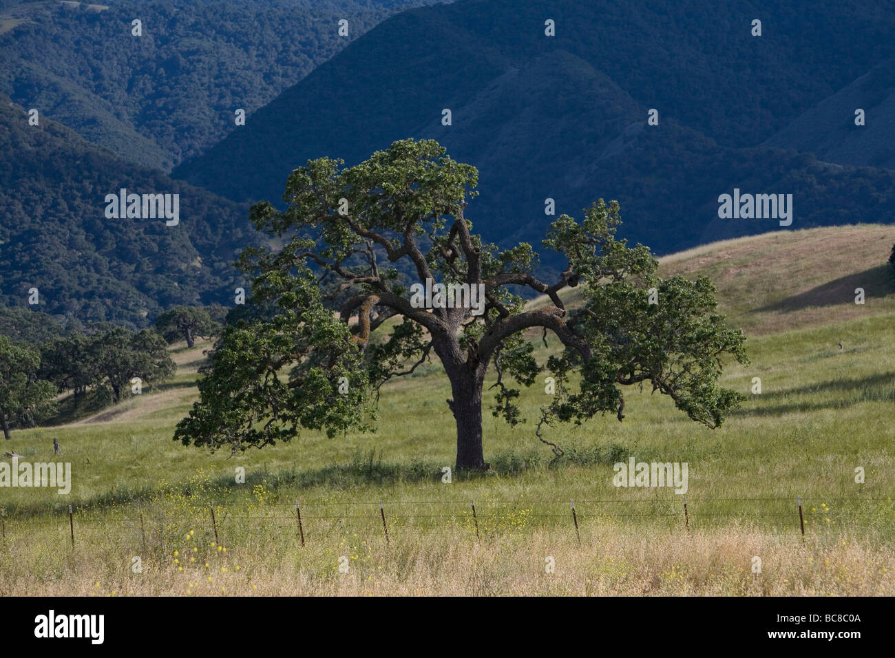 Oak trees rolling hills santa hi-res stock photography and images - Alamy