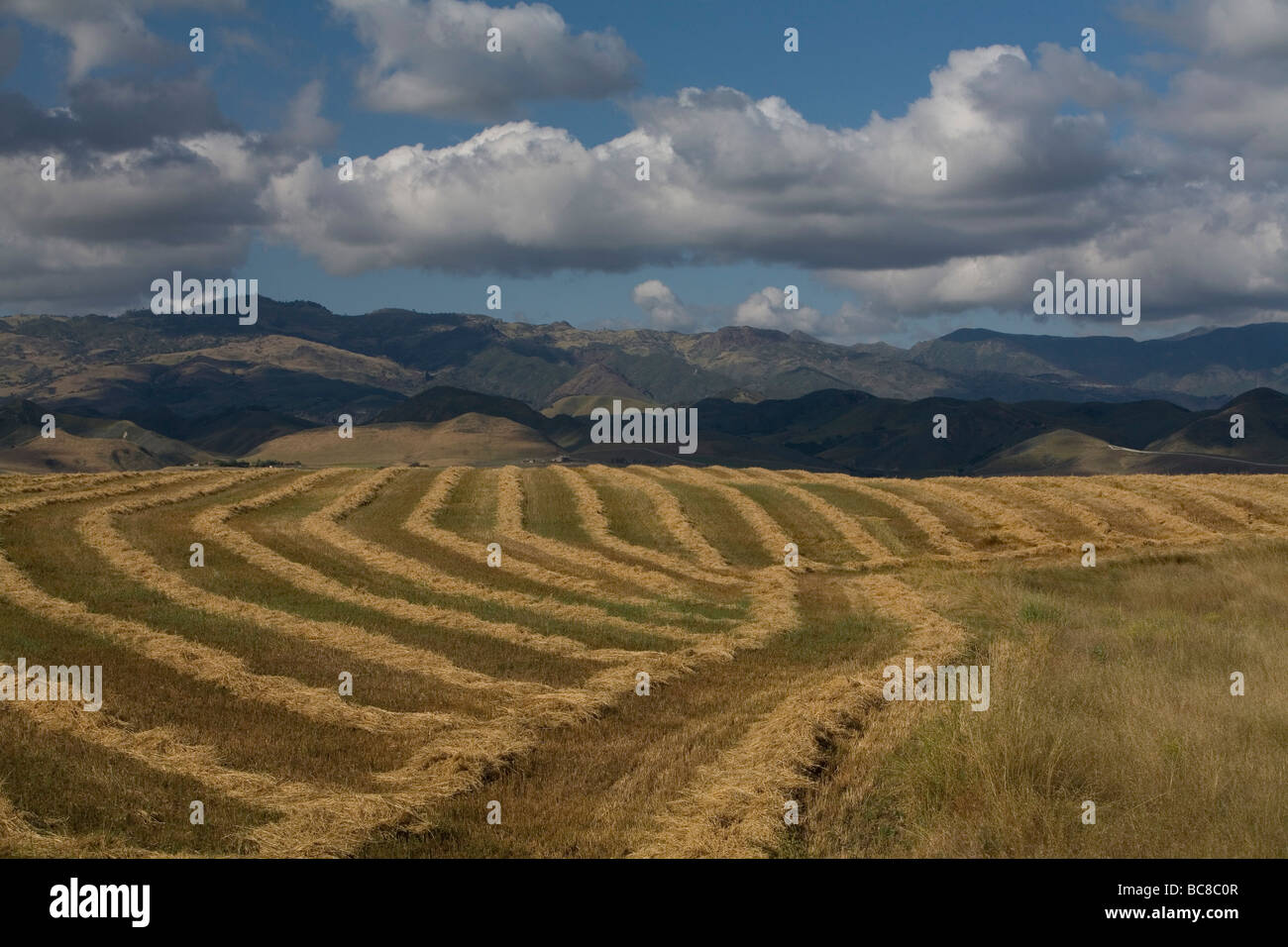 Oak trees rolling hills santa hi-res stock photography and images - Alamy