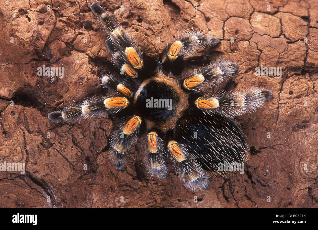 Mexican red kneed spiders hi-res stock photography and images - Alamy