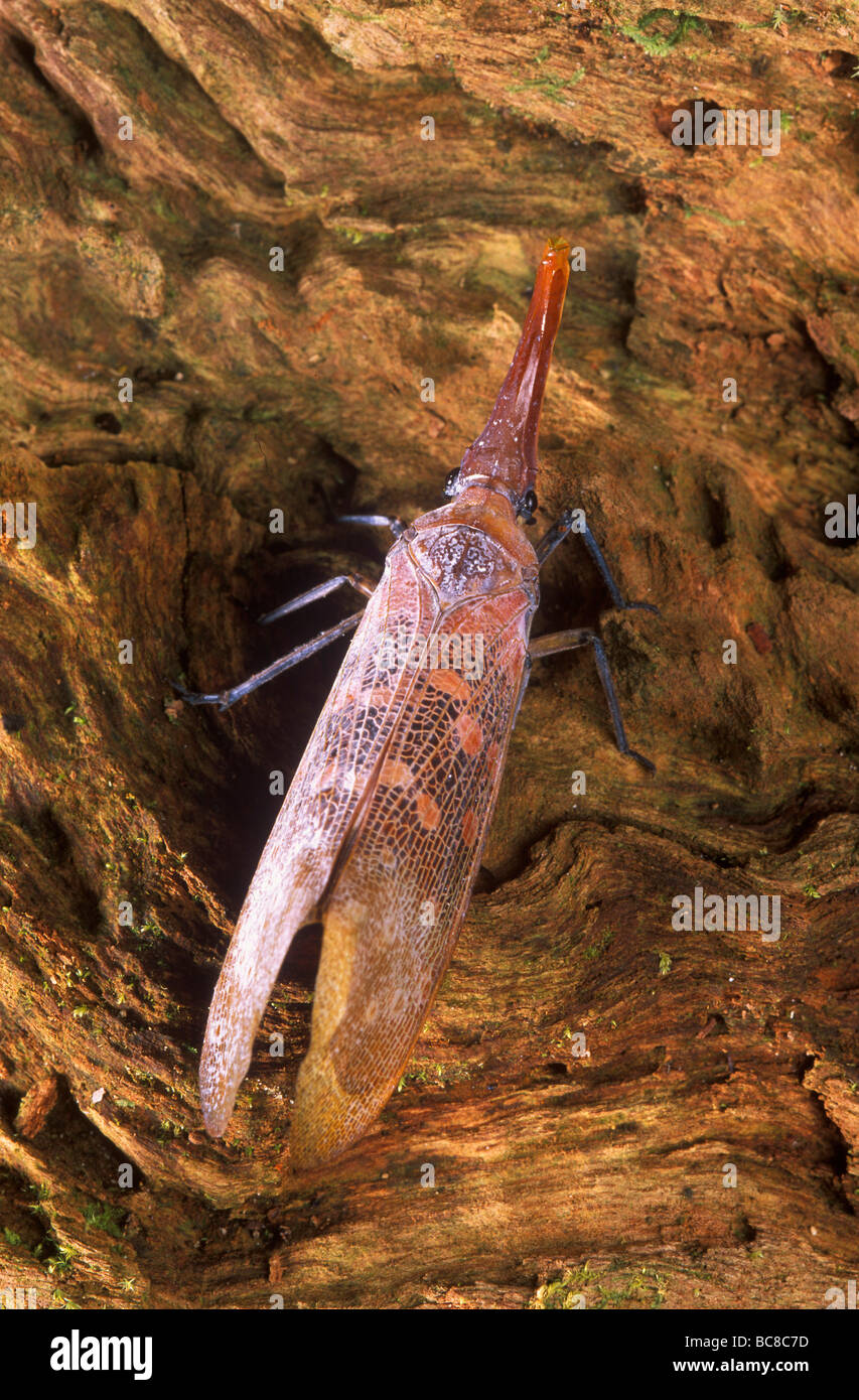Lantern bug hi-res stock photography and images - Alamy