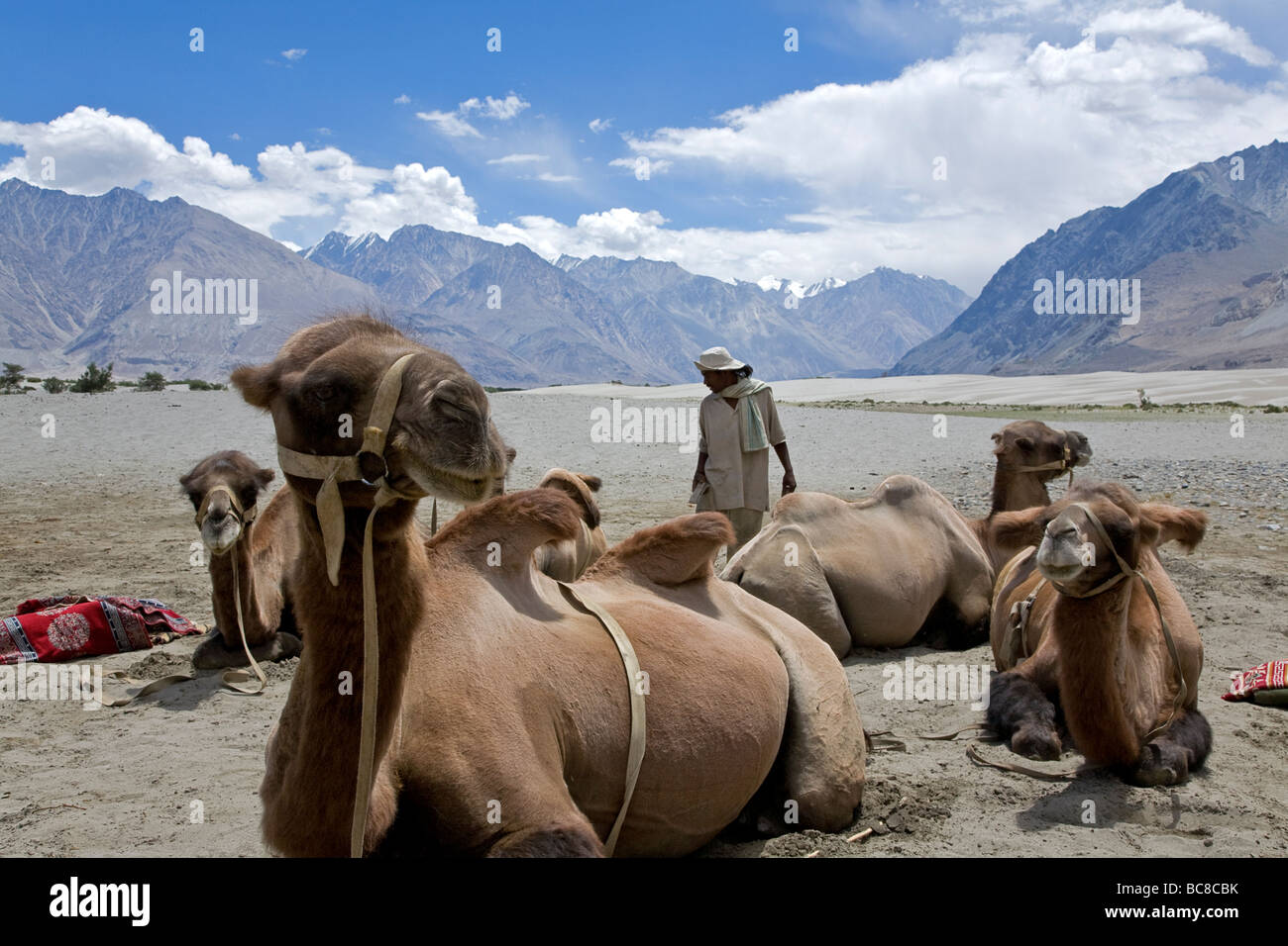 Bactrian camels hi-res stock photography and images - Alamy