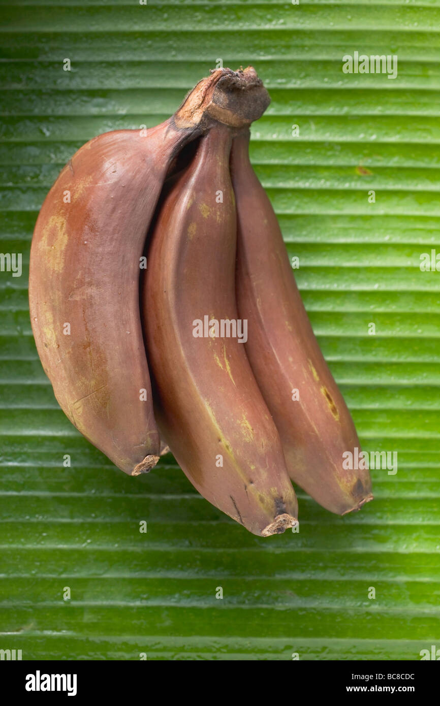 Mature banana leaf hi-res stock photography and images - Alamy