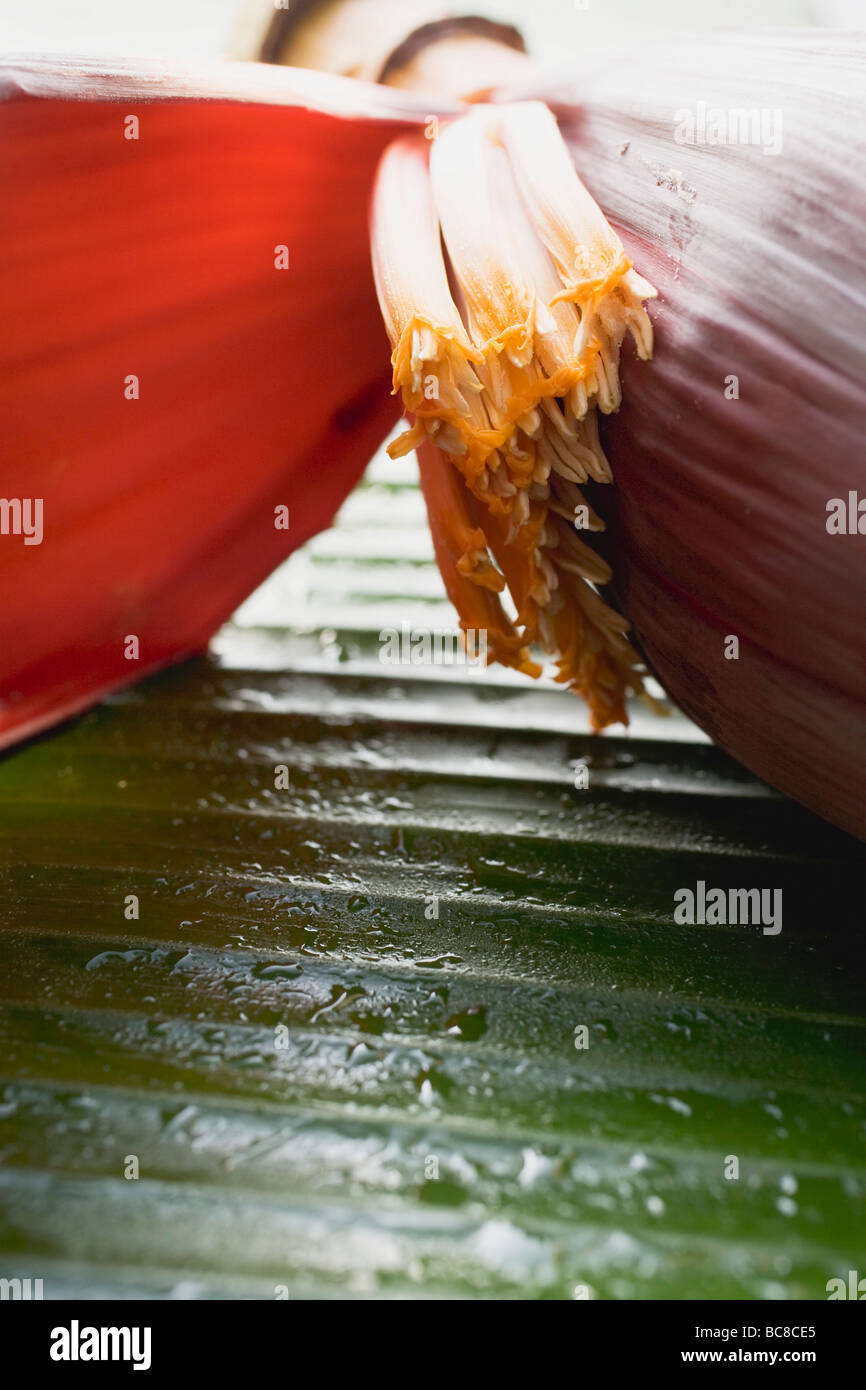 Banana flower (detail Stock Photo - Alamy