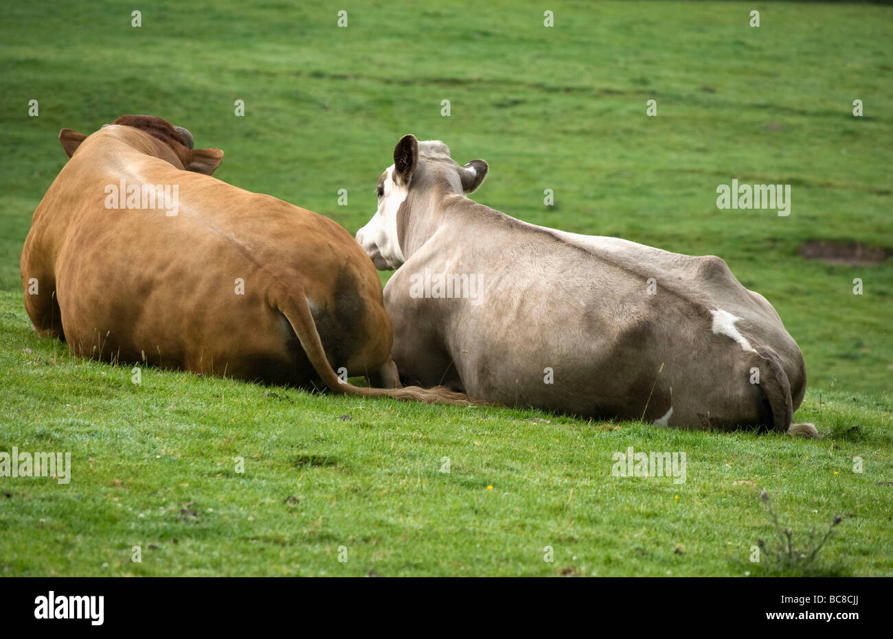 Bull and cow in field Stock Photo - Alamy