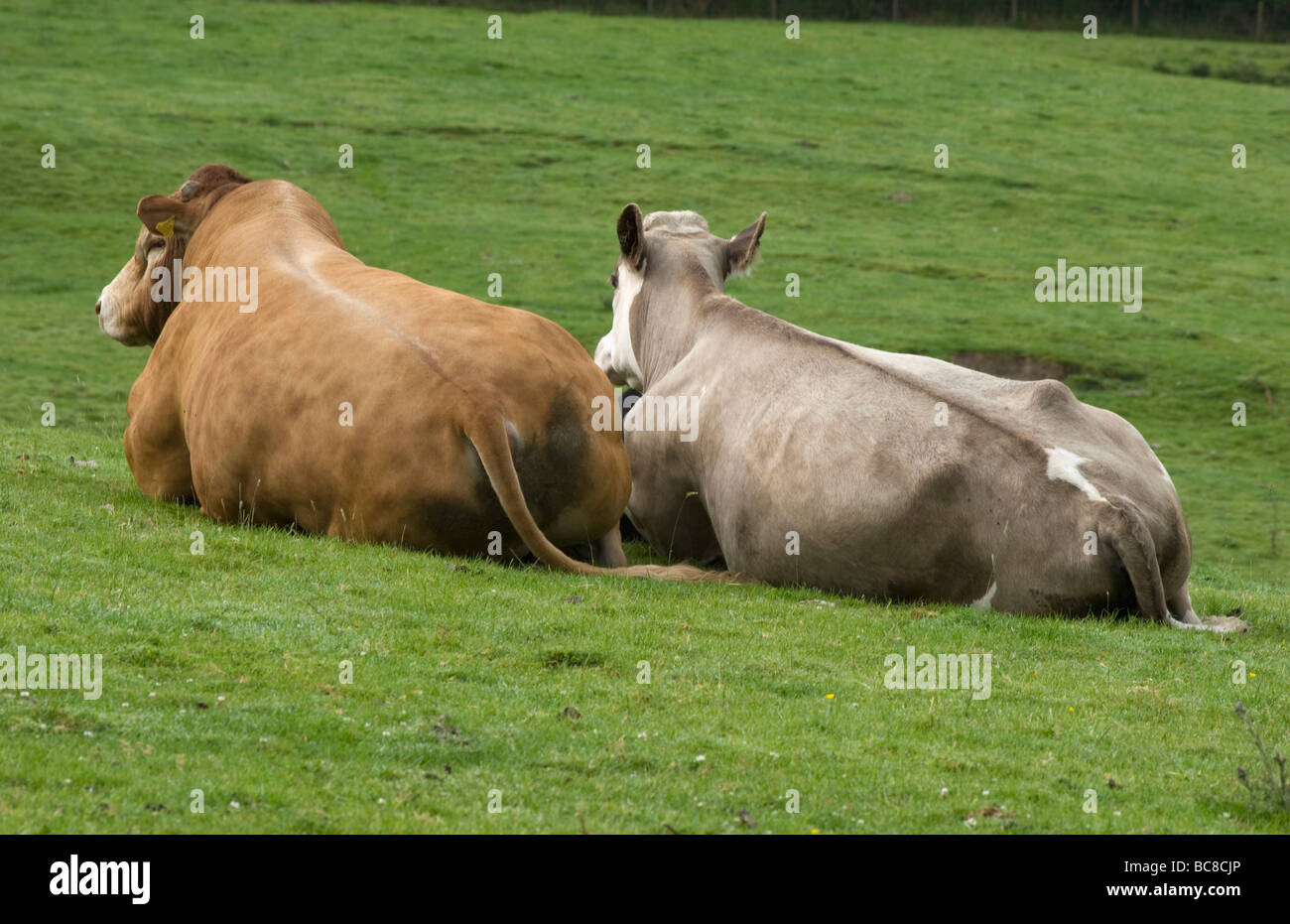 Bull and cow in field Stock Photo - Alamy