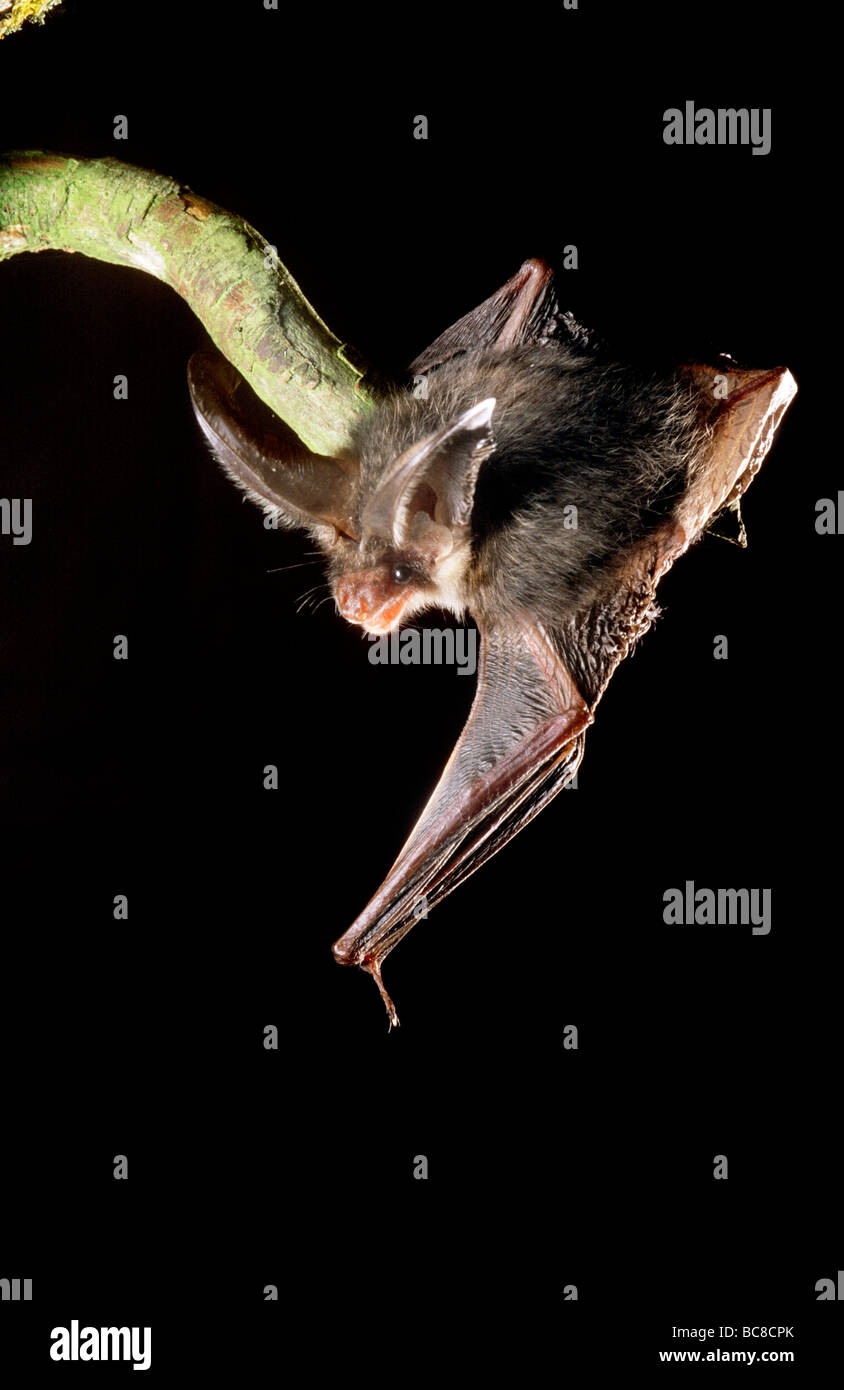 Bat taking off from a branch Stock Photo - Alamy