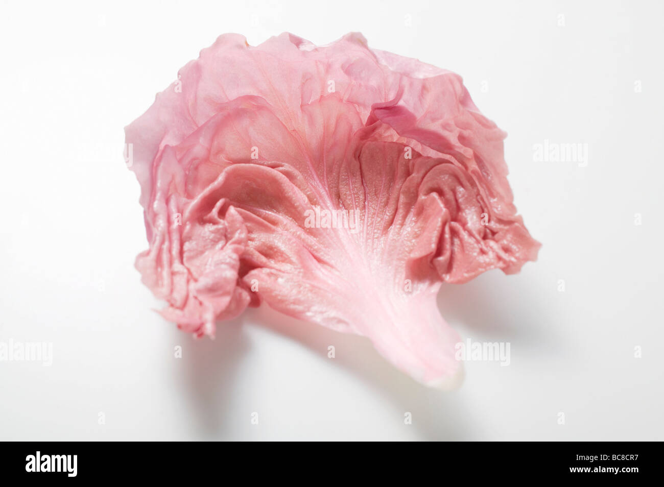A pink radicchio leaf Stock Photo - Alamy