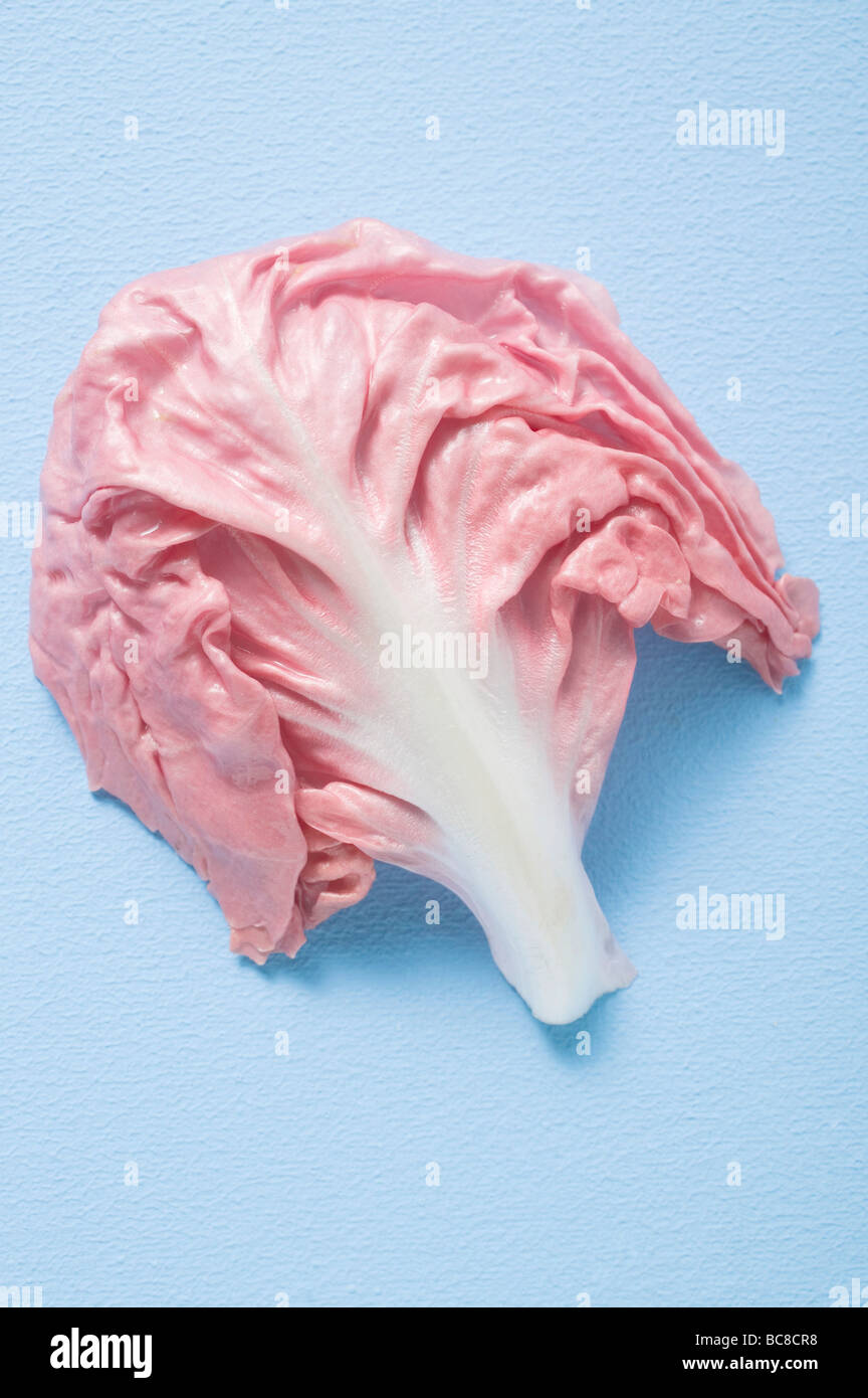 A pink radicchio leaf on blue background Stock Photo - Alamy