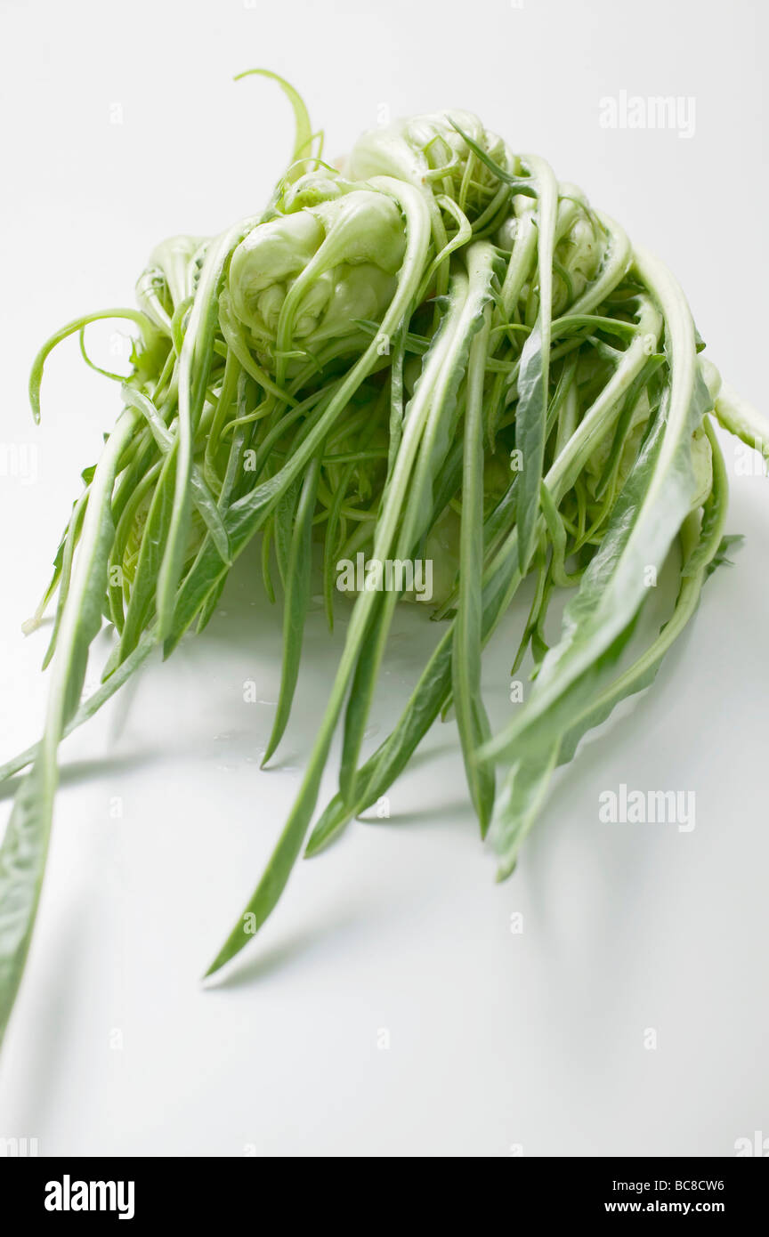 Catalogna chicory hi-res stock photography and images - Alamy