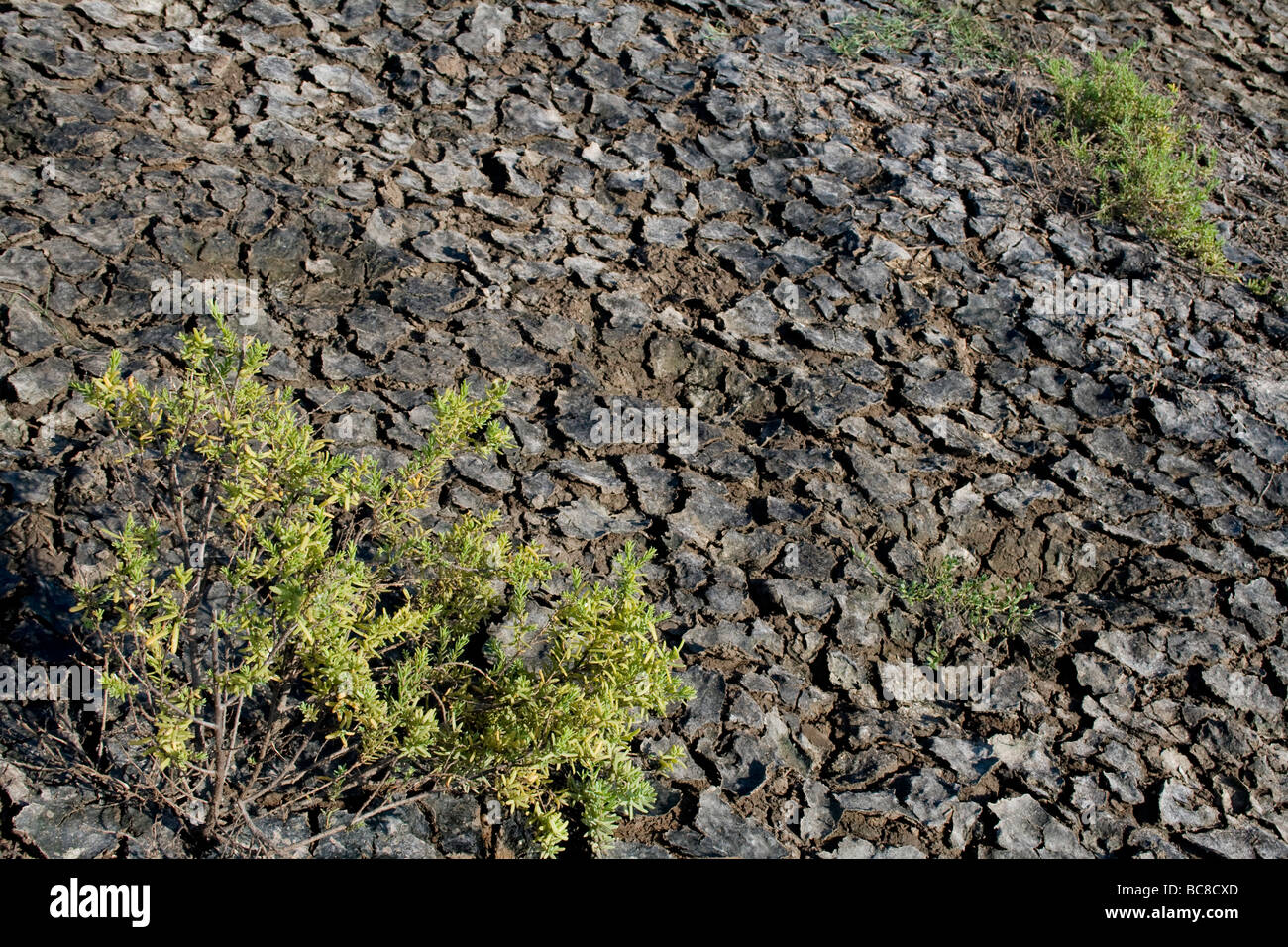 A DROUGHT AFFECTED DRIED UP LAND AT CUDDALORE, TAMIL NADU Stock Photo ...